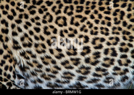 Close-up of leopard skin Stock Photo - Alamy