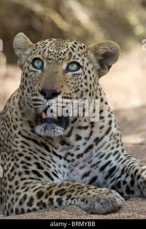 Portrait of a leopard looking up, South Africa Stock Photo - Alamy