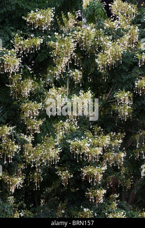 Millingtonia hortensis, Indian Cork Tree, Tree Jasmine Stock Photo - Alamy