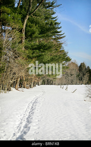snow covered forest with trails and green grass in early spring - retro ...