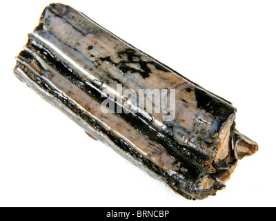 Castoroides ohioensis (tooth from the extinct Giant Beaver) 20,000 ...