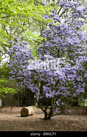 Flowering Plants In The Isabella Plantation Richmond Park Surrey UK ...