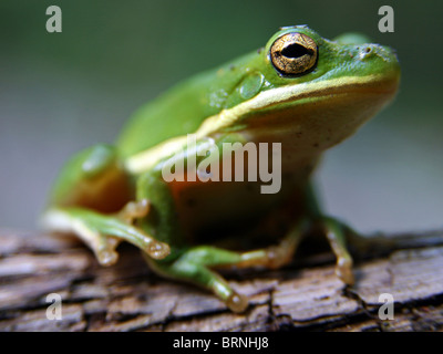 Green Treefrog (Hyla cinerea) Amphibia Stock Photo - Alamy