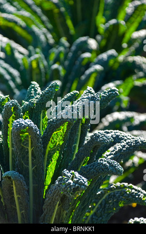 Cabbage on a vegetable patch Stock Photo - Alamy