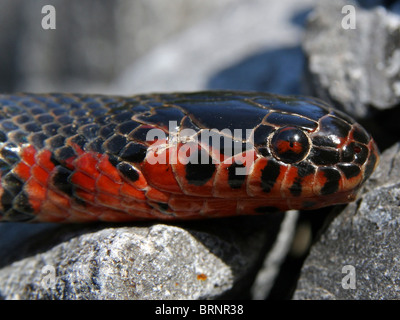 Western Mud Snake (Farancia abacura reinwardtii Stock Photo - Alamy