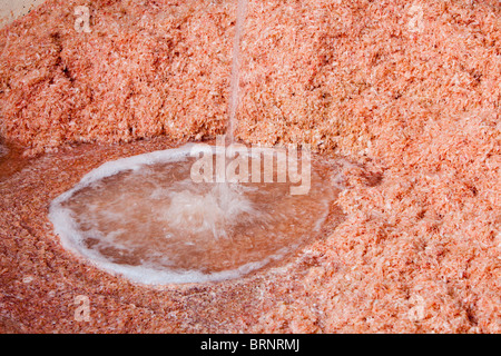 Prawn waste from a fish processing factory in Siglufjordur in northern ...