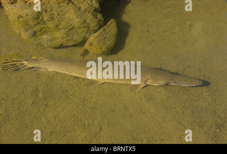 Cuban Gar, Atractosteus tristoechus Stock Photo - Alamy