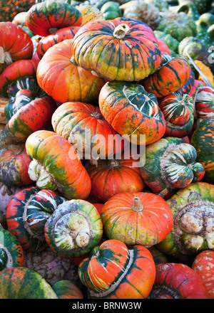 A pile of fresh multi colored pumpkins in a market Stock Photo - Alamy