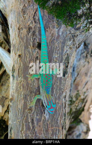 A Gecko on a tree in the forest beginning to moult. Photographed in the ...