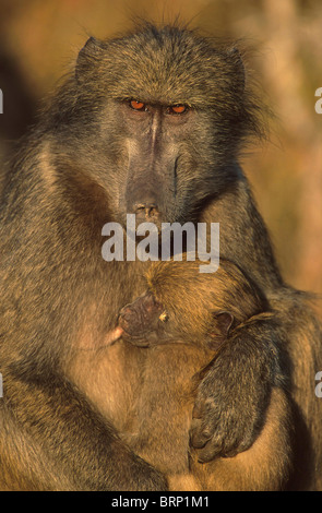 A baby Baboon with its mother Stock Photo - Alamy