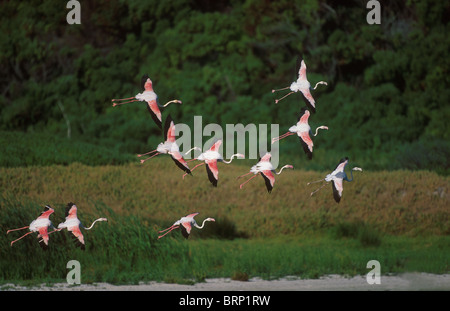 A Greater Flamingo taking off in the waters of the Camargue National ...