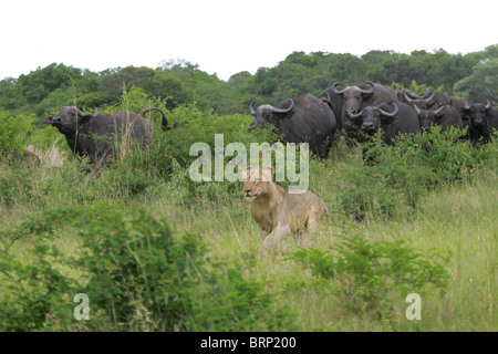 Buffalo chasing the lion away AFRICA THRILLING images capture the ...