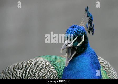 A Peacock calling Stock Photo - Alamy