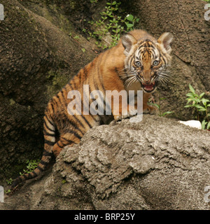Climbing tiger cub Stock Photo - Alamy