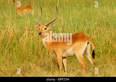 Red Lechwe male Stock Photo - Alamy