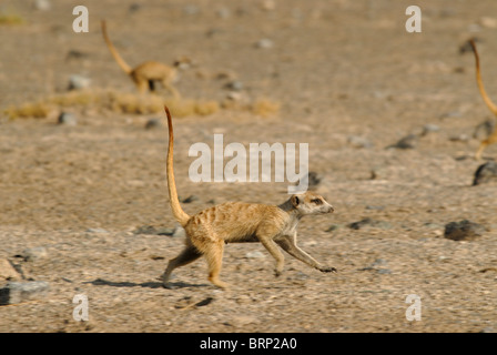 Meerkat running across open space with tails in the air Stock Photo - Alamy
