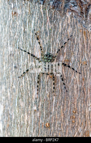 Large spider on a tree trunk, Ecuador Stock Photo - Alamy