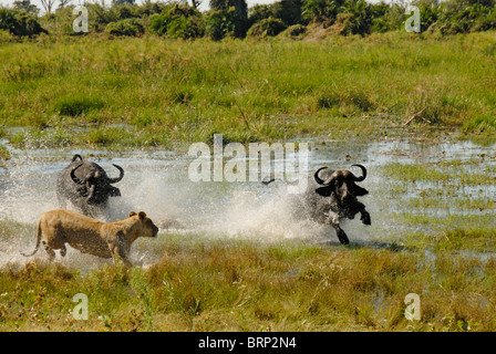 Lioness chasing buffalo bulls through water (Chase sequence 11 of 21 ...