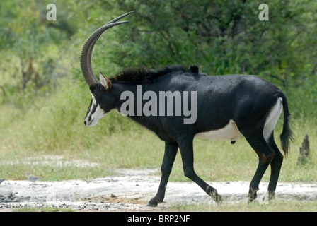 Male sable antelope walking Stock Photo - Alamy