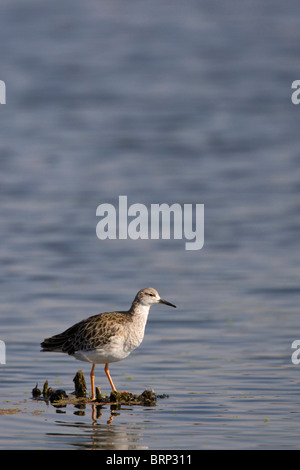 Ruff standing in water Stock Photo - Alamy