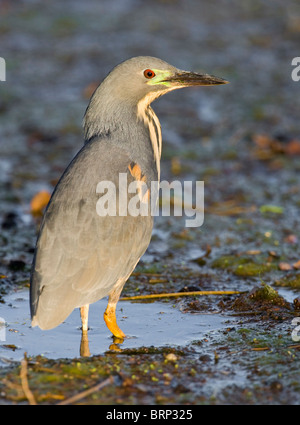 Dwarf Bittern standing in marshy area Stock Photo - Alamy