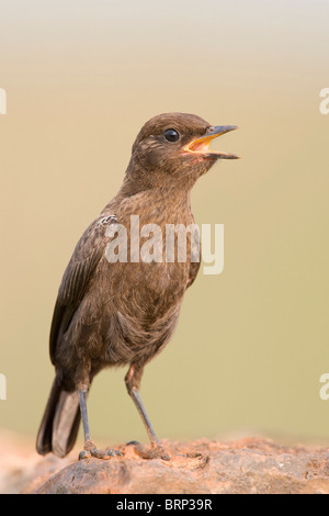 Ant-eating Chat calling Stock Photo - Alamy