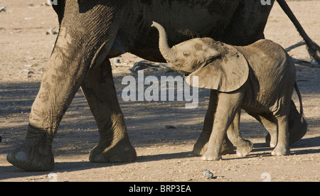 Juvenile African Elephant reaching up to tree whilst in Zambezi river ...