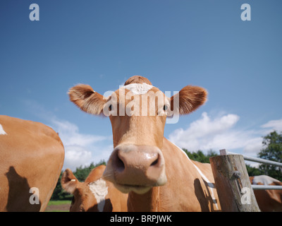 The Guernsey Cow Stock Photo - Alamy