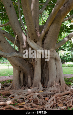 Ficus Benghalensis. Indian banyan tree with aerial prop roots. India ...