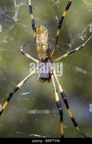 Female Nephila clavata in Kyoto, Japan (Jorō Spider Stock Photo - Alamy