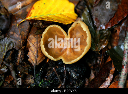 Fungus. Cup fungus (Peziza succosa).Growing at the base of a long dead ...
