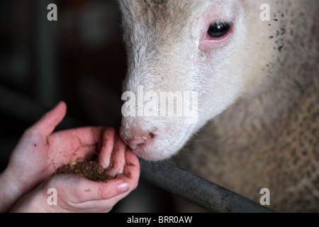 Berrichon du cher sheep Stock Photo - Alamy