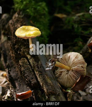 Yellow Shield, Pluteus chrysophaeus (syn. P. Luteovirens), Pluteaceae ...