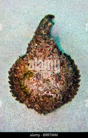 Synanceia verrucosa is a marine fish species known as the reef ...