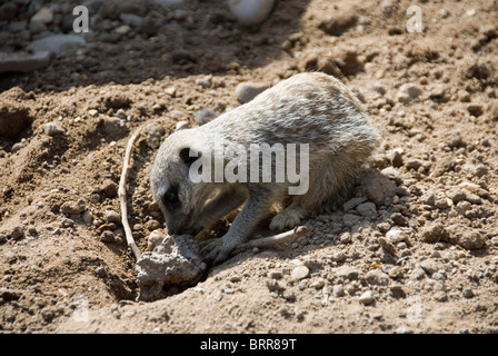 Meerkat digging in the dirt Stock Photo - Alamy