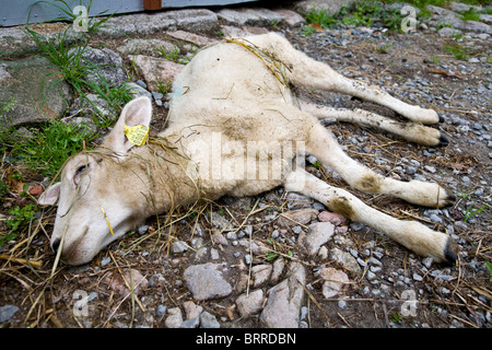 Dead Sheep laying on the ground outside of a barn in France Stock Photo ...