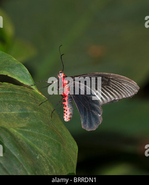 Common rose (butterfly), Red-bodied swallowtail (Pachliopta ...