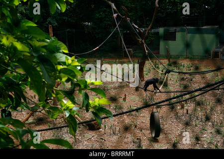 chimps at Tacugama Chimpanzee Sanctuary in the rainforests above ...