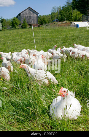 Chicken flock on the farm Stock Photo - Alamy