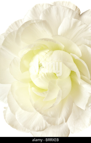 Ranunculus flowers isolated on white background Stock Photo - Alamy