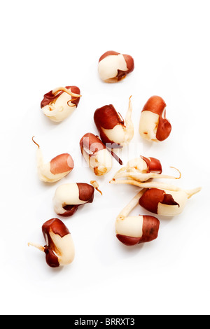 shot from above of aduki beans and brown lentils on wood in the open ...
