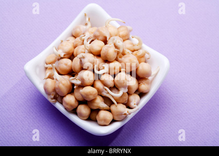Chick pea sprouts Stock Photo - Alamy