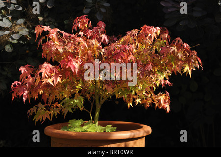 Dwarf Acer 'Little Princess' in autumn Stock Photo - Alamy