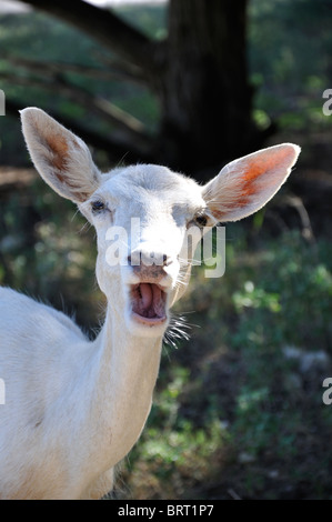 Axis Deer Yawning Stock Photo - Alamy