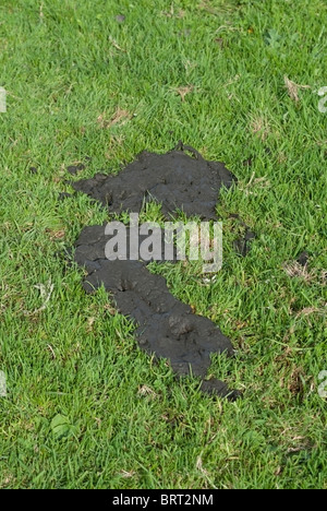 A cow pat Stock Photo - Alamy