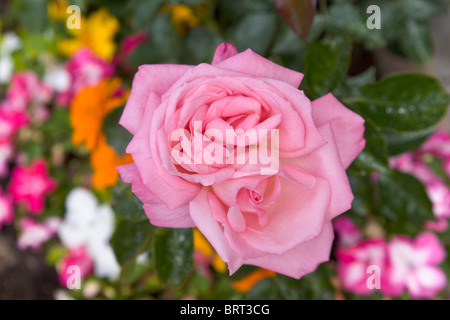 Rose Dancing Queen Stock Photo - Alamy