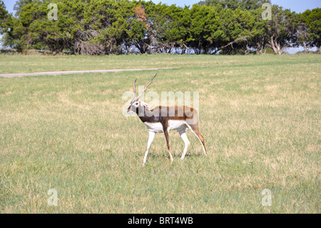 Blackbuck (Antilope cervicapra), aka Krishna Mrigam Stock Photo - Alamy