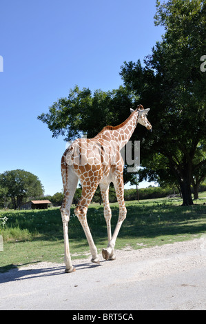 Giraffe on Texas safari Stock Photo - Alamy