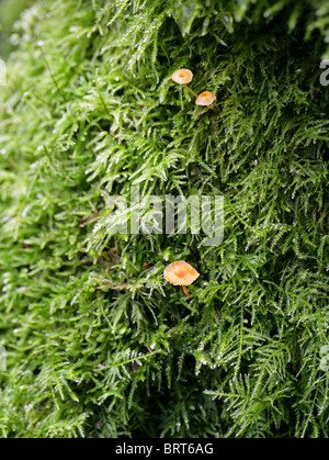 Orange Mosscap, Rickenella fibula, a small, common fungus that grows ...