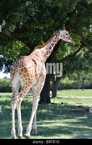 Giraffe on Texas safari Stock Photo - Alamy
